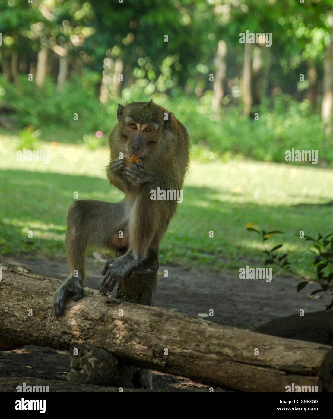 Wilde tiere essen -Fotos und -Bildmaterial in hoher Auflösung – Alamy