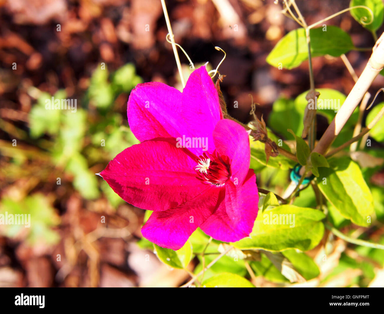 Kardynal -Fotos und -Bildmaterial in hoher Auflösung – Alamy