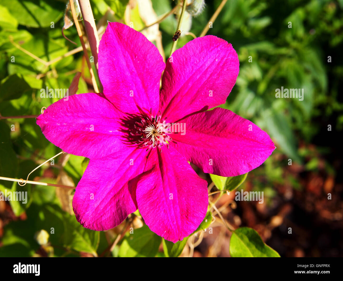 Kardynal -Fotos und -Bildmaterial in hoher Auflösung – Alamy