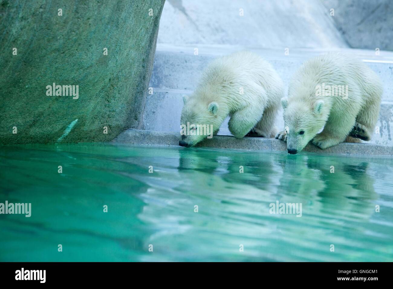 Polar Bear Cubs erkunden ein Rock-Gehege im Hellabrunn Zoo in München ...