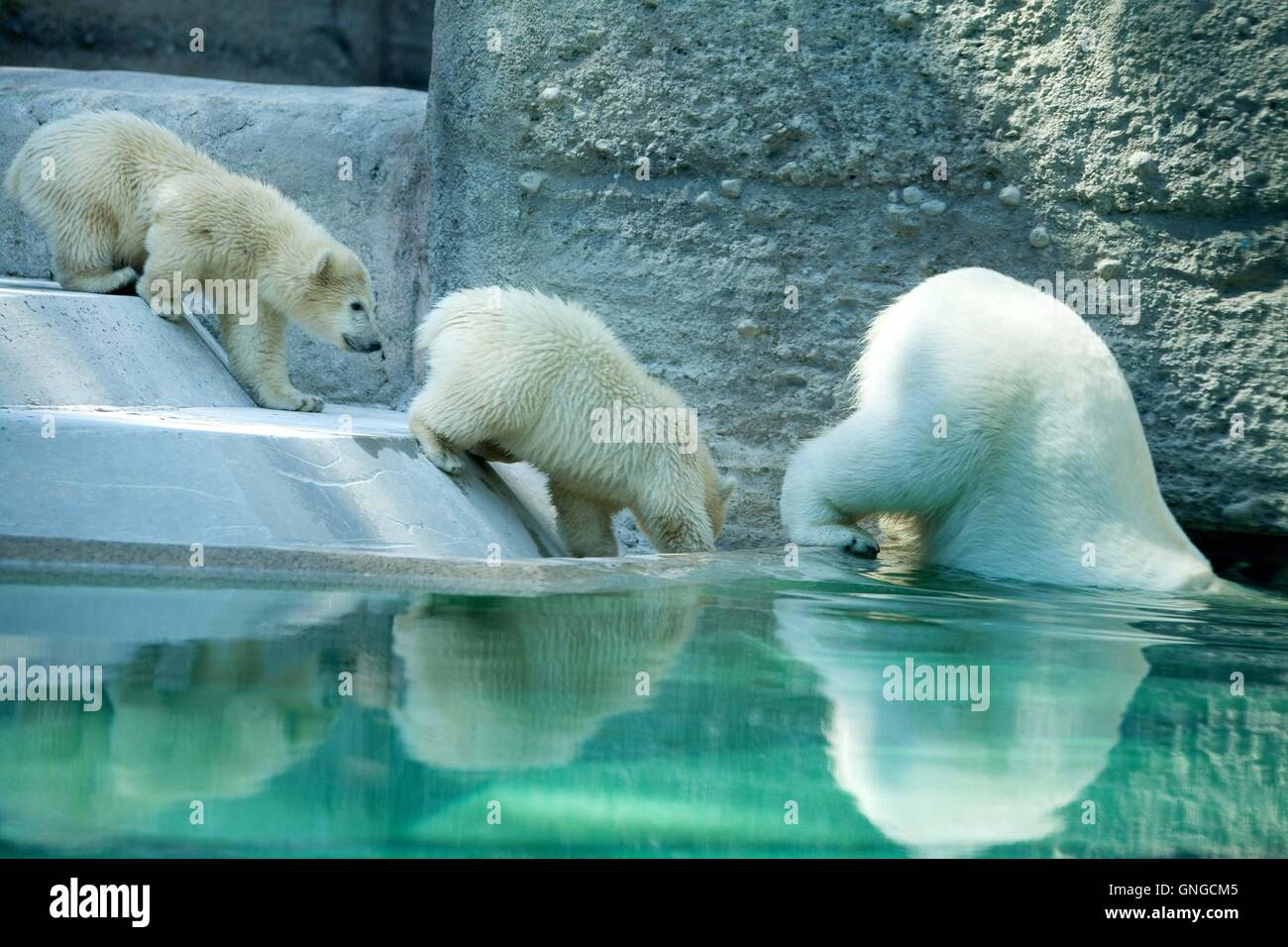 Polar Bear Cubs erkunden ein Rock-Gehege im Hellabrunn Zoo in München, 2014 Stockfotografie - Alamy