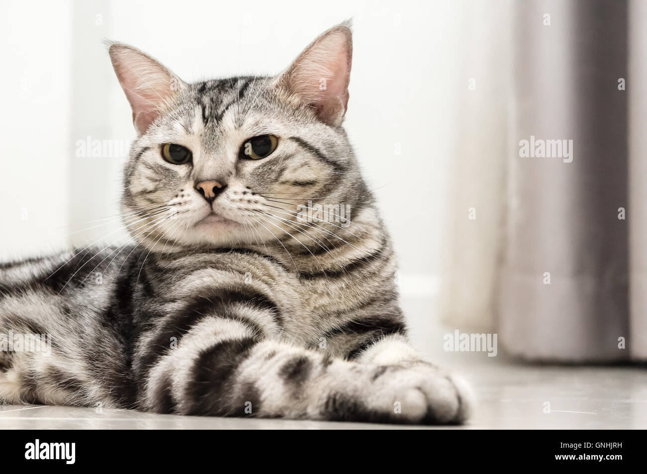 American Kurzhaar Katze sitzen und ich freue mich Stockfotografie - Alamy