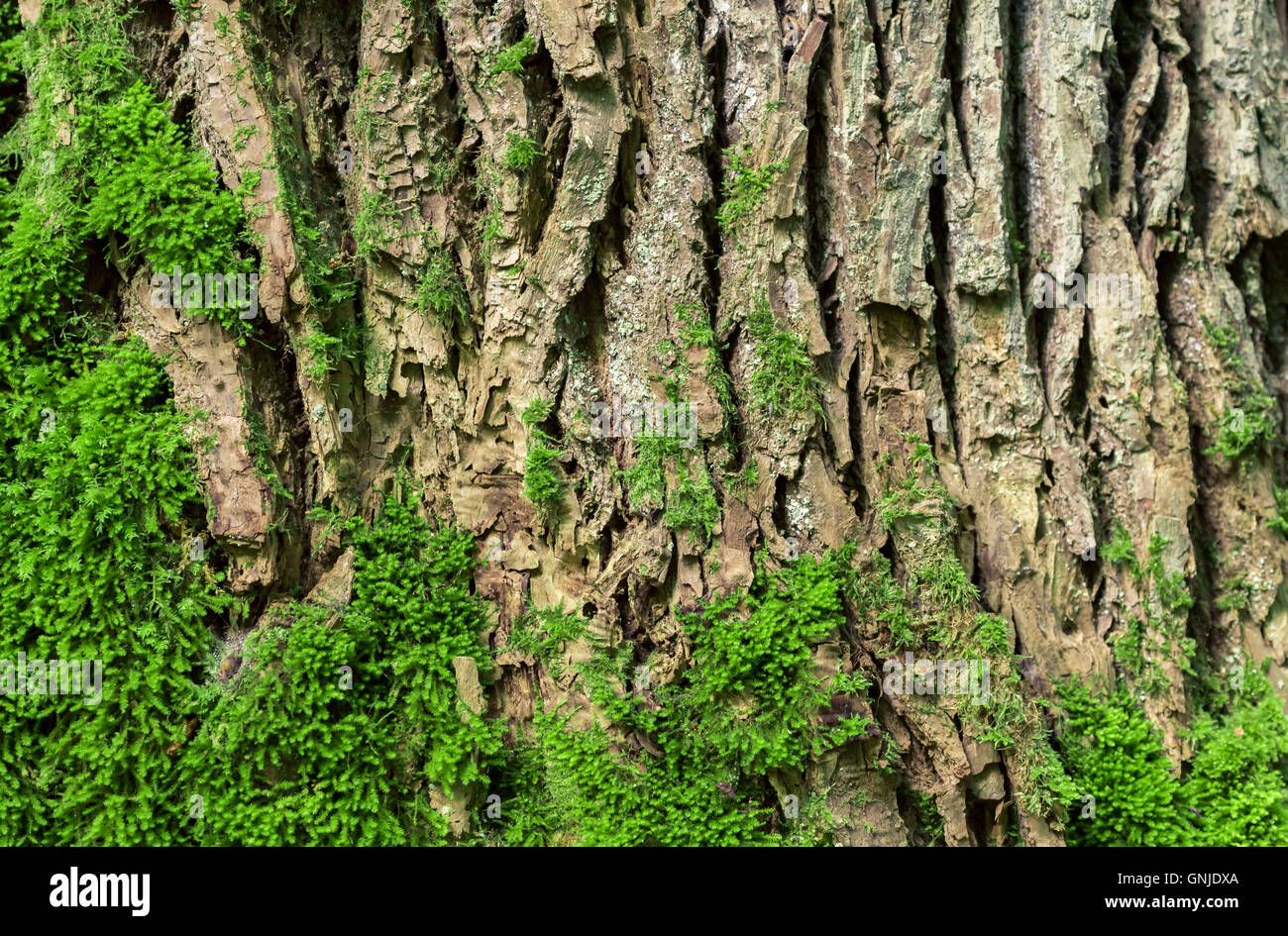 Eiche Baum Rinde Hintergrund Stockfotografie - Alamy