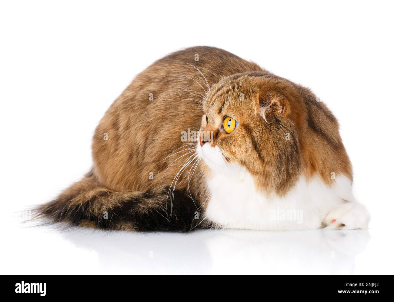 Katze liegend Ausgeschnittene Stockfotos und -bilder - Alamy