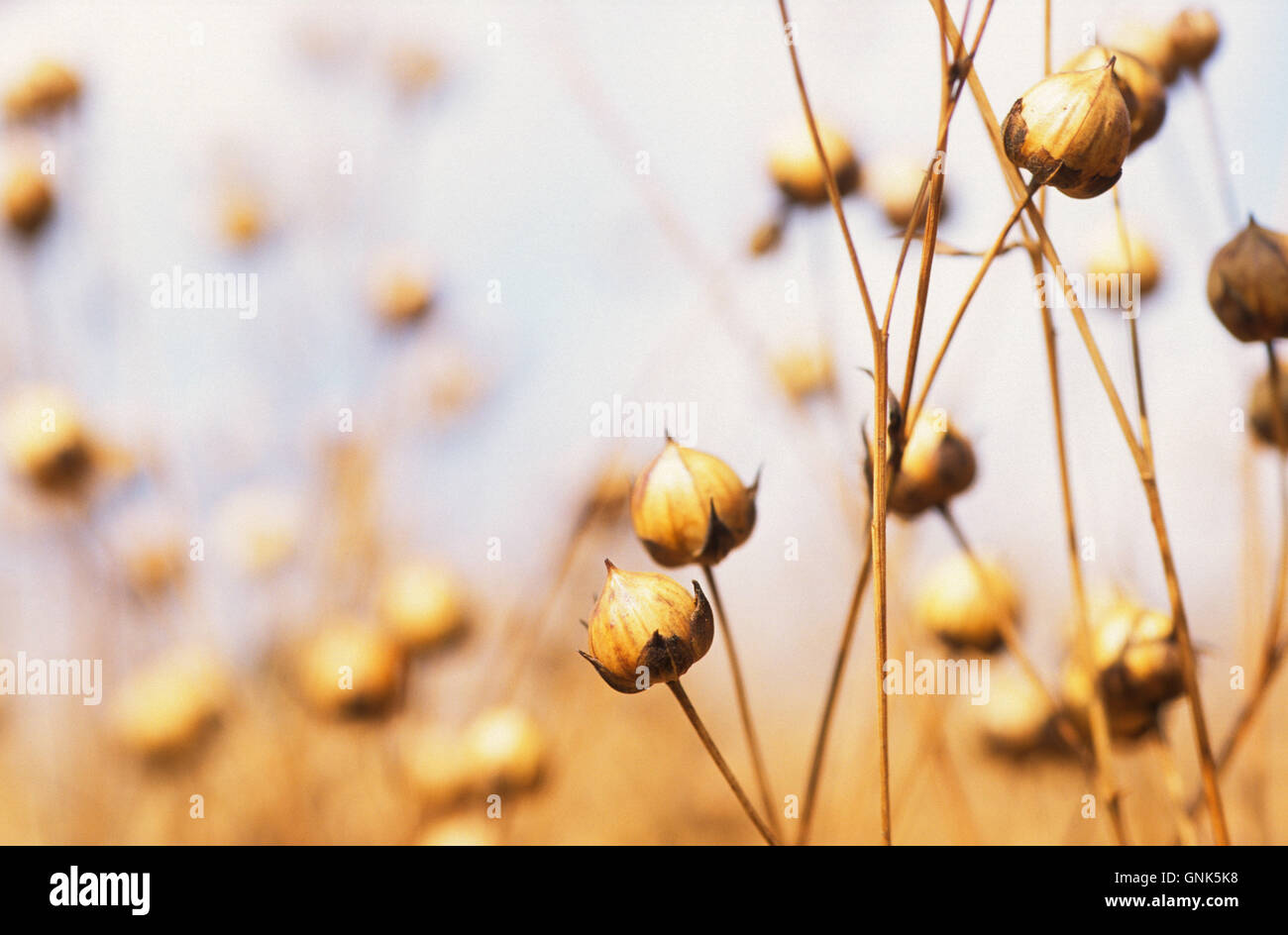 Deutschland, Feld mit Flachs-Pflanze als Leinsamen Stockfotografie - Alamy