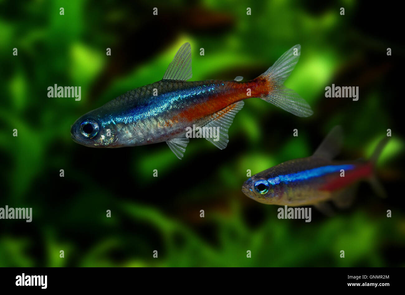 Neon Tetra Paracheirodon Innesi Stockfotos und -bilder Kaufen - Alamy