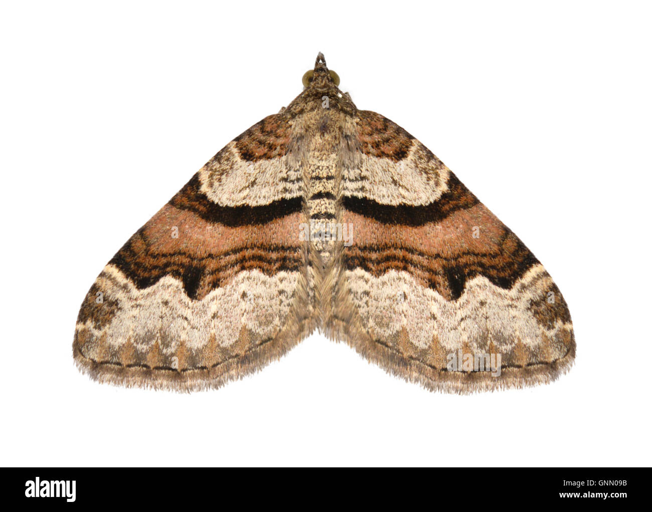 Xanthorhoe designata -Fotos und -Bildmaterial in hoher Auflösung – Alamy