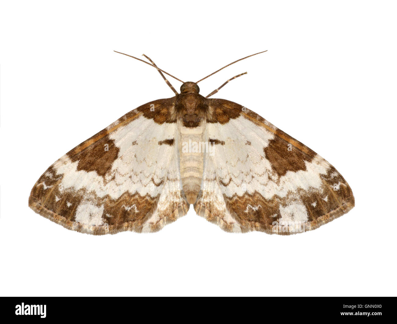 Melanthia procellata -Fotos und -Bildmaterial in hoher Auflösung – Alamy
