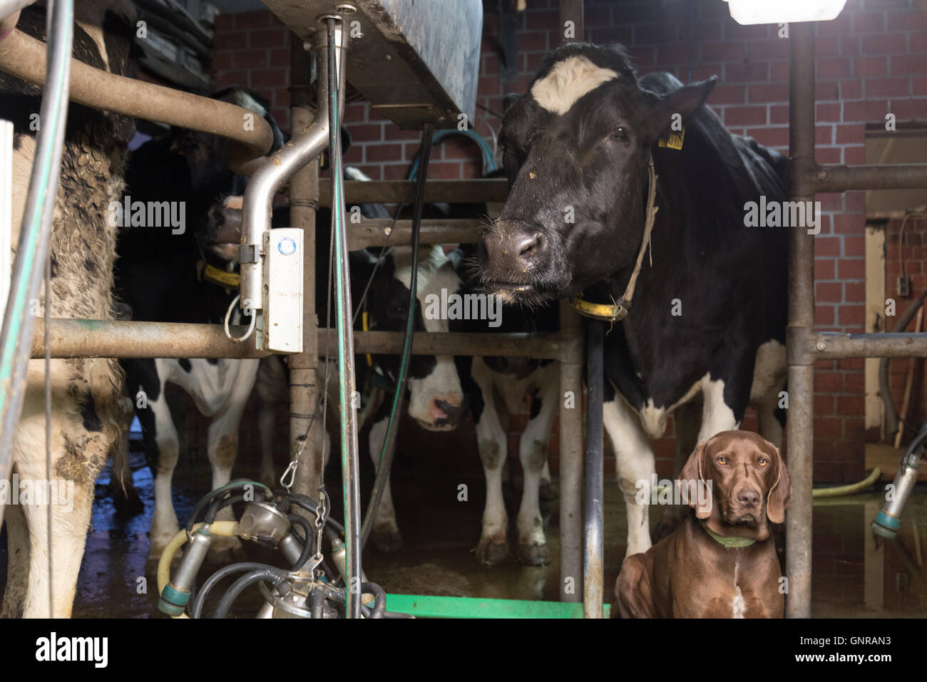 Melkerin beim melken -Fotos und -Bildmaterial in hoher Auflösung – Alamy