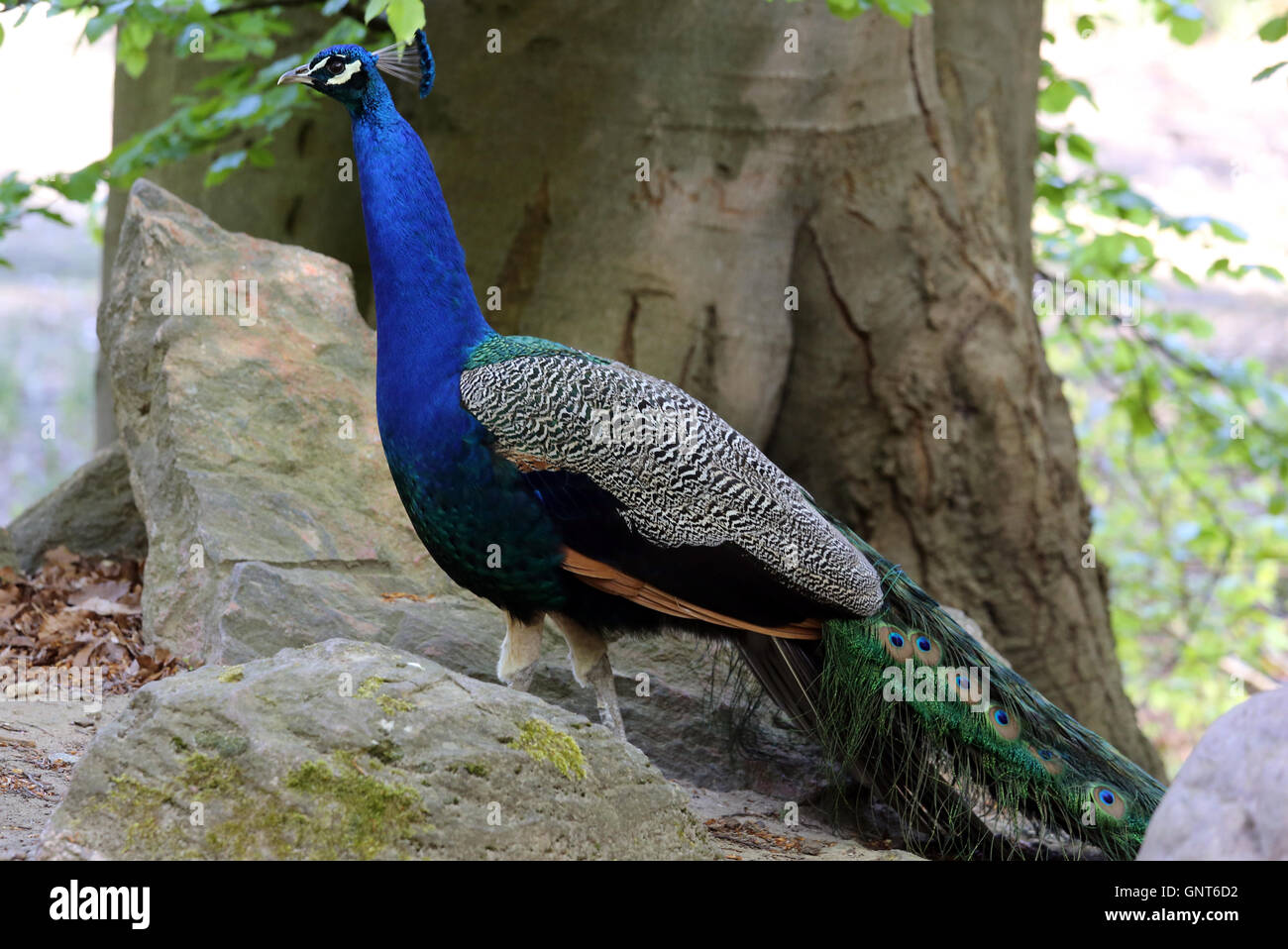 Asiatischer pfau Stockfotos und -bilder Kaufen - Alamy