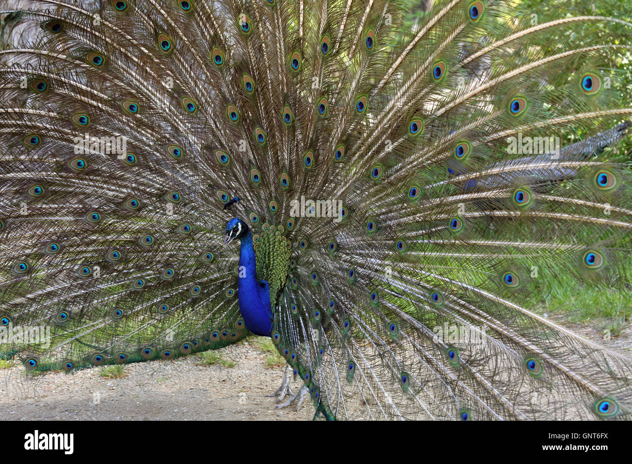 Pfau schlägt rad zum imponieren -Fotos und -Bildmaterial in hoher ...
