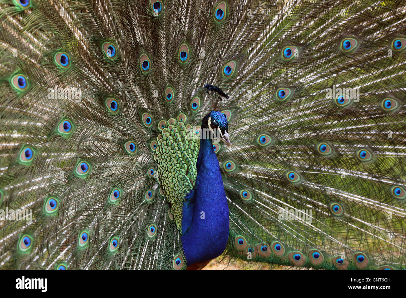 Berlin, Deutschland, blaue Pfau schlägt eine Rad Stockfotografie - Alamy