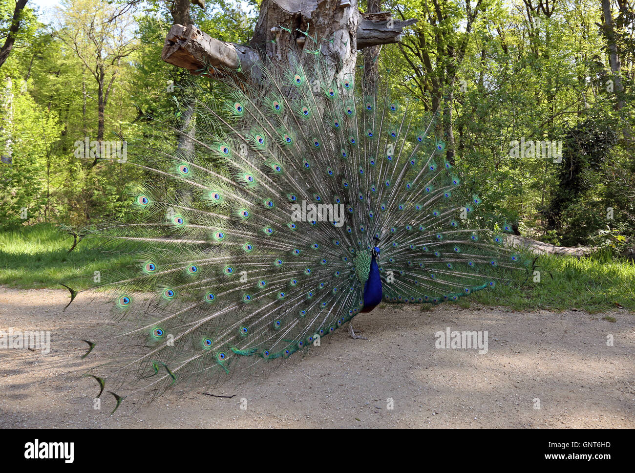 Pfau Schlägt Rad Zum Imponieren Stockfotos & Pfau Schlägt Rad Zum ...