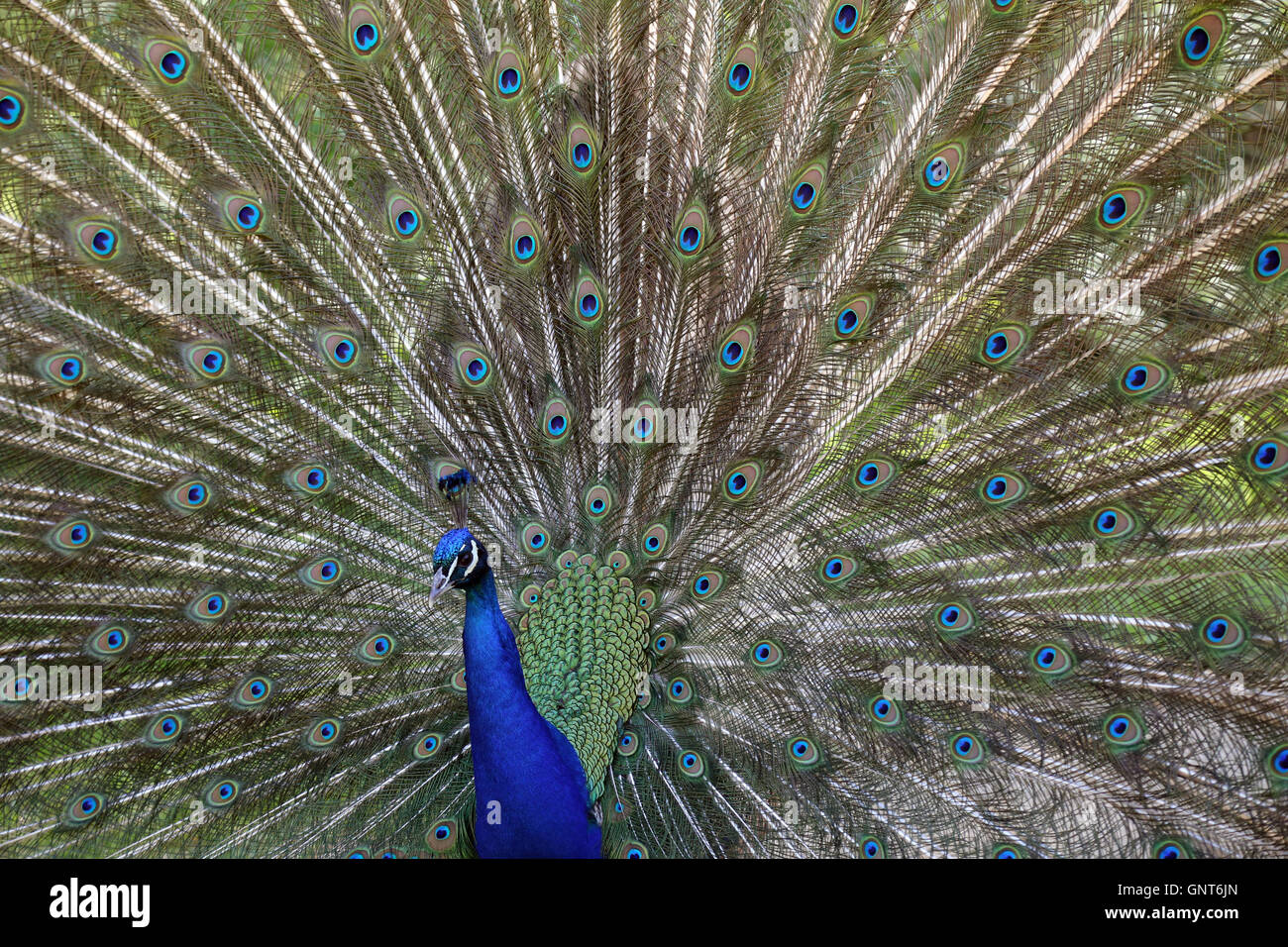 Pfau Schlägt Rad Zum Imponieren Stockfotos & Pfau Schlägt Rad Zum ...