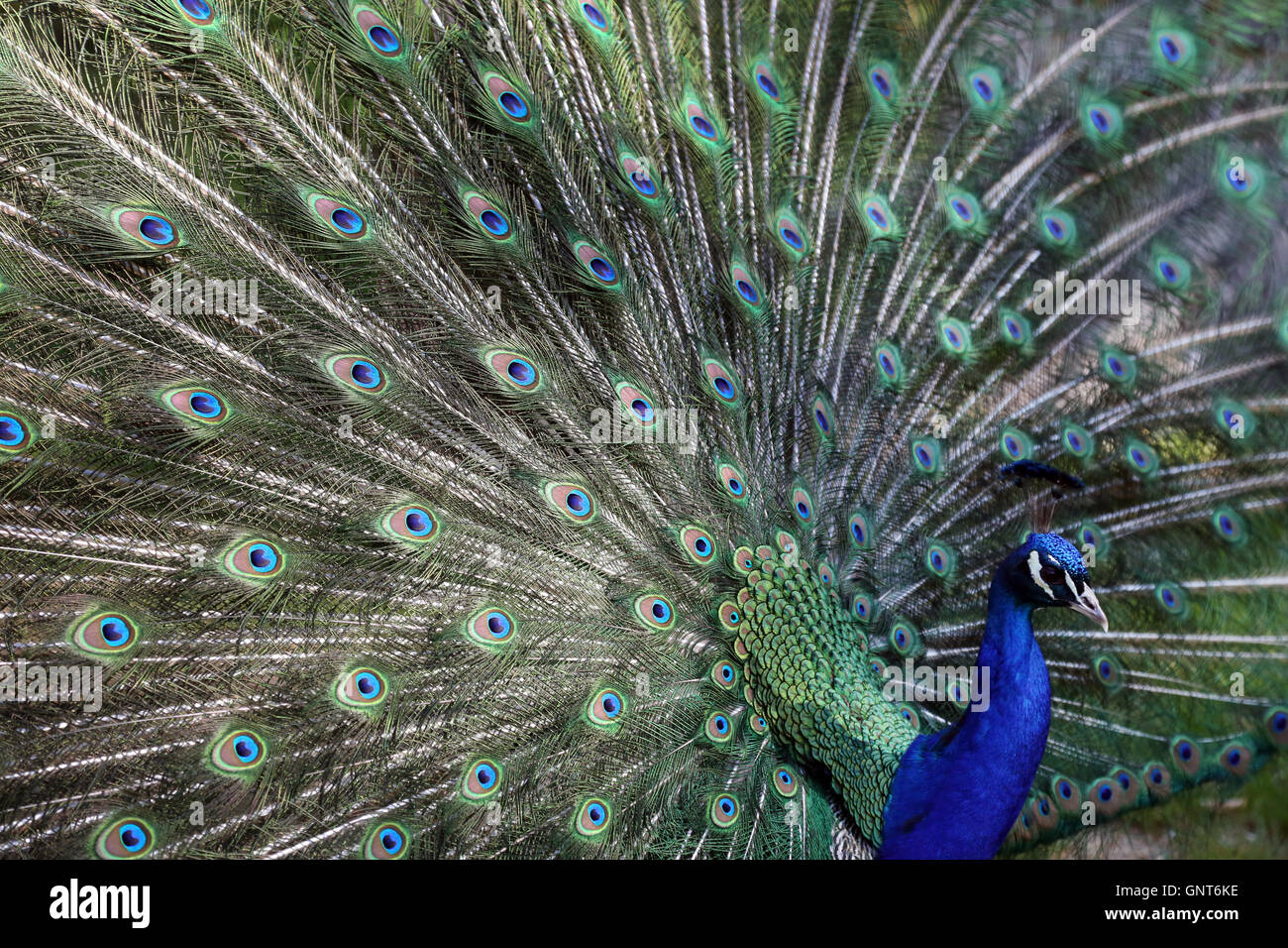 Pfau Schlägt Rad Zum Imponieren Stockfotos & Pfau Schlägt Rad Zum ...