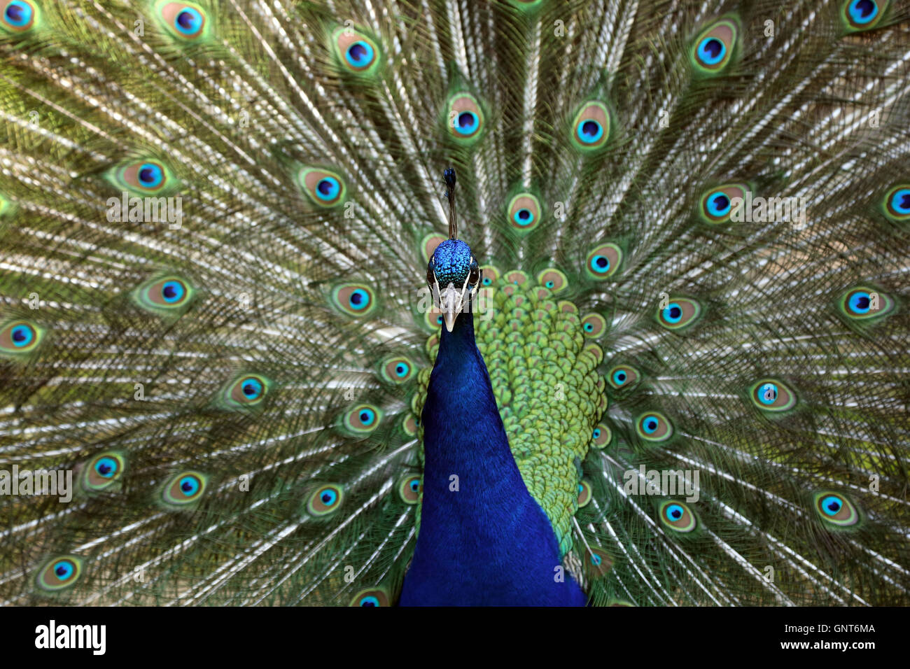 Balzverhalten von pfauen -Fotos und -Bildmaterial in hoher Auflösung ...