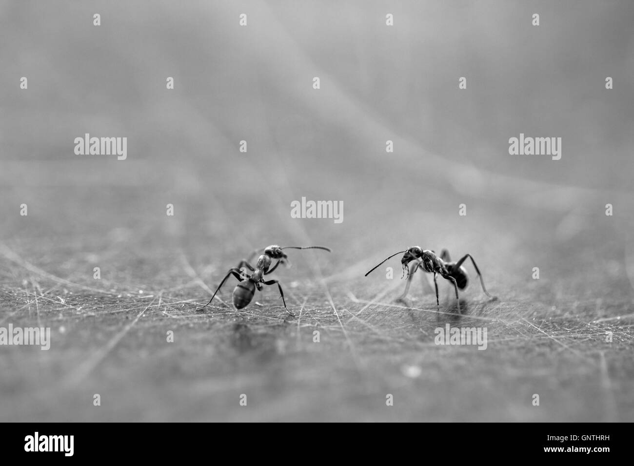 Kleine ameisen -Fotos und -Bildmaterial in hoher Auflösung – Alamy