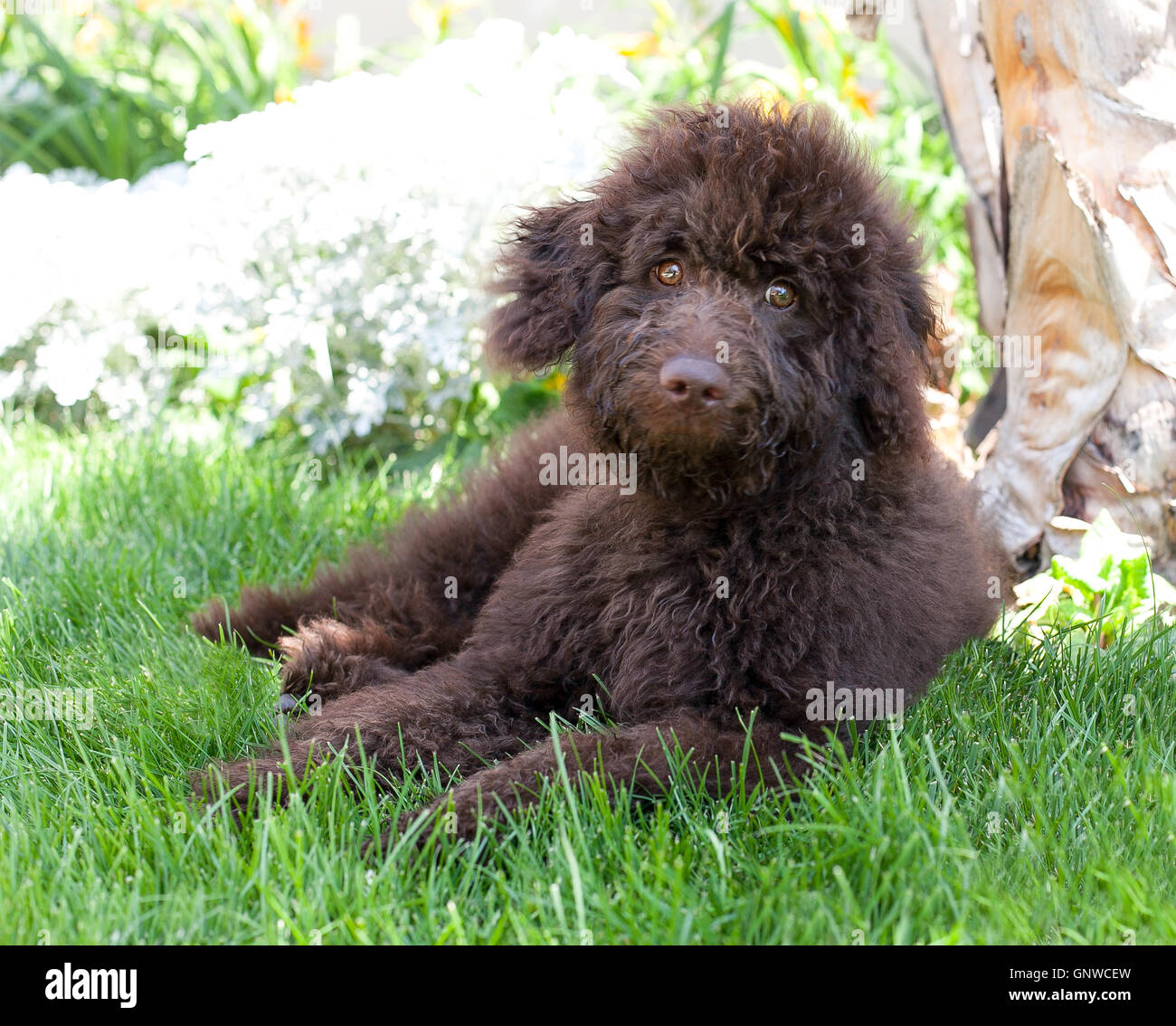 Goldendoodle puppy -Fotos und -Bildmaterial in hoher Auflösung – Alamy