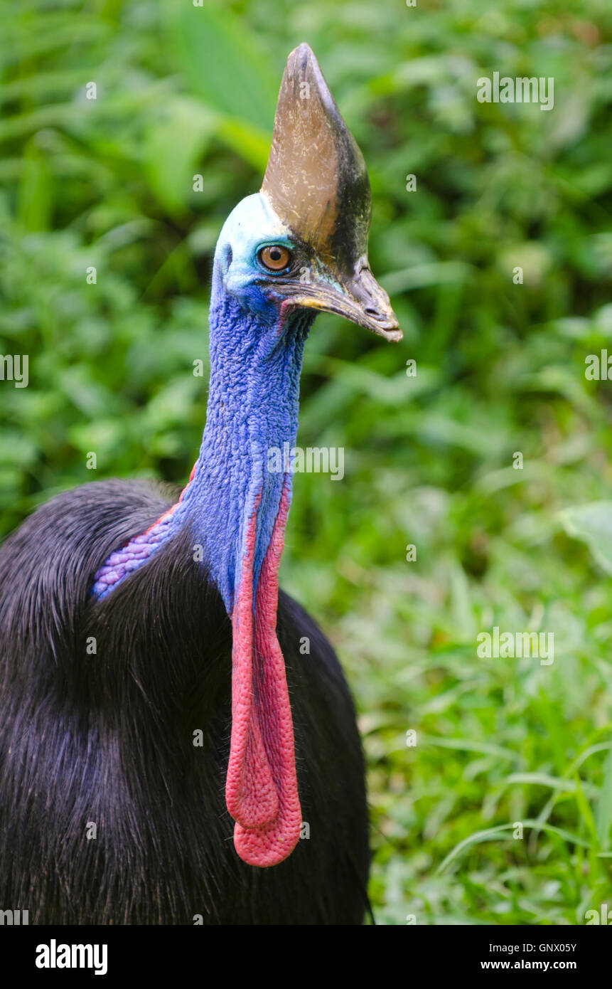 Kasuar feder -Fotos und -Bildmaterial in hoher Auflösung – Alamy