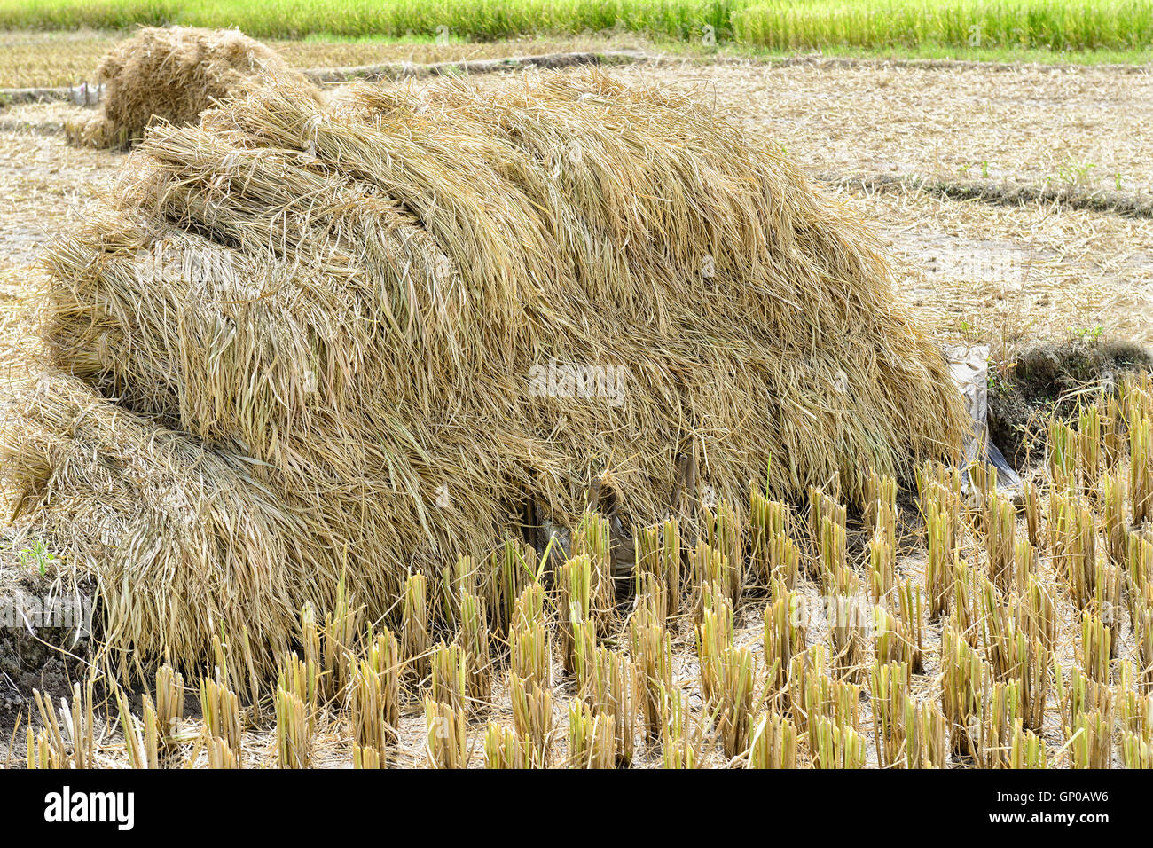 Reis trocken -Fotos und -Bildmaterial in hoher Auflösung – Alamy