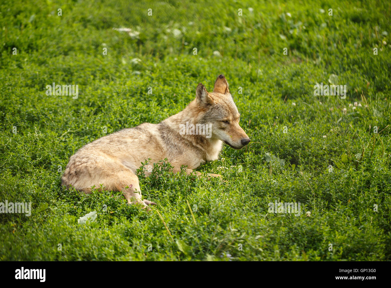 Adult grey wolf -Fotos und -Bildmaterial in hoher Auflösung – Alamy