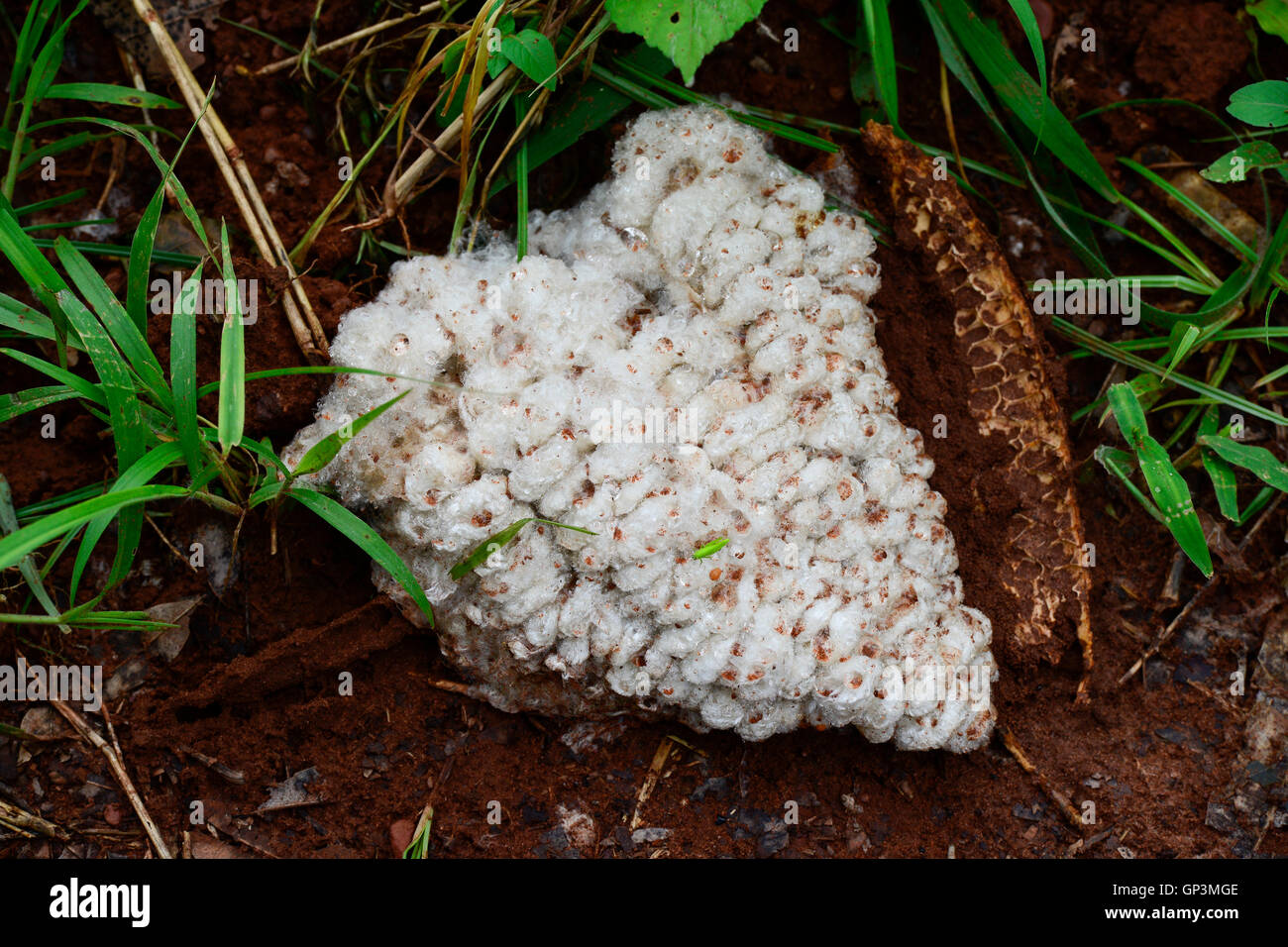 Kapok baum -Fotos und -Bildmaterial in hoher Auflösung – Alamy