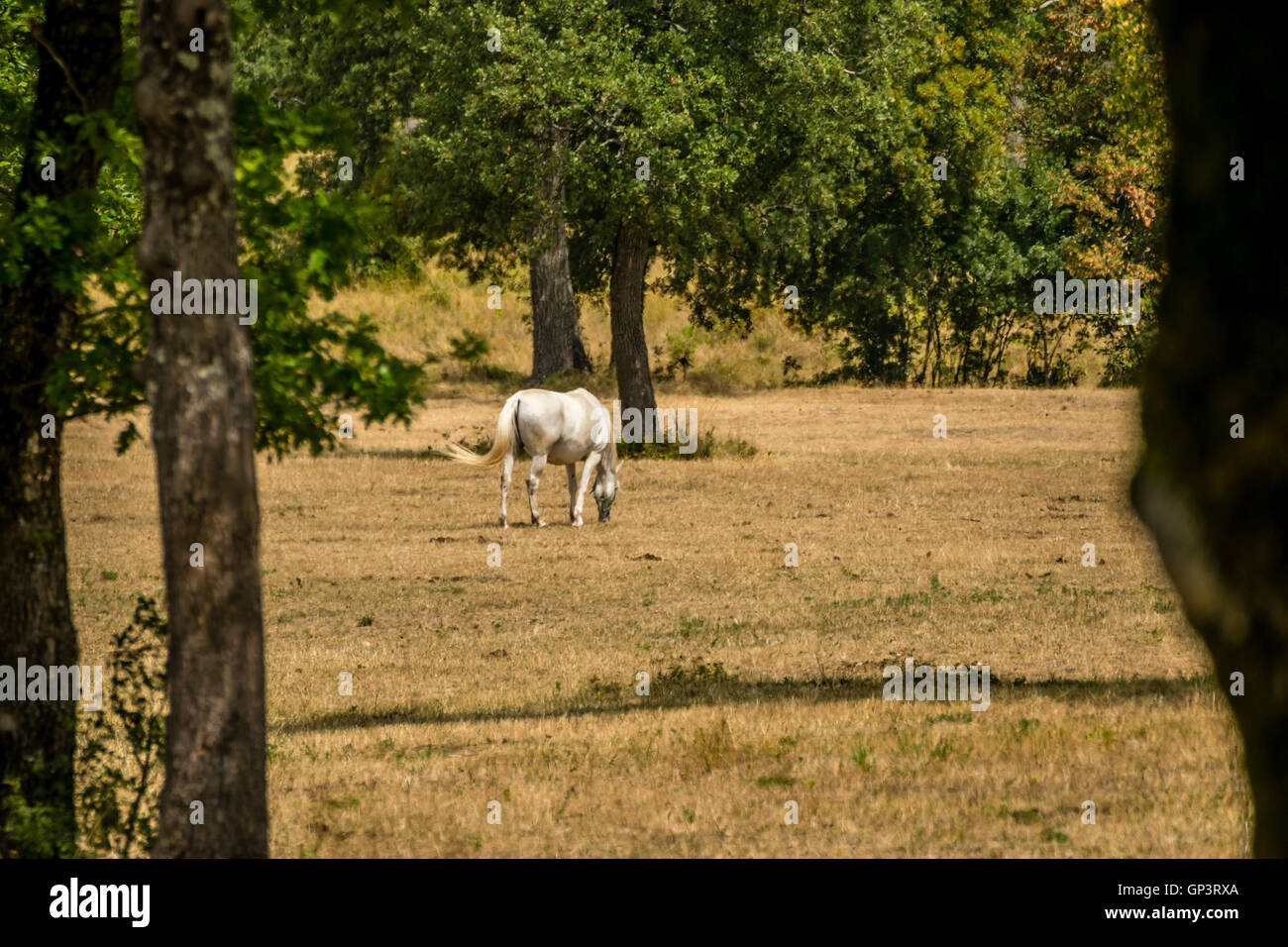 Pferd auf weide -Fotos und -Bildmaterial in hoher Auflösung – Alamy