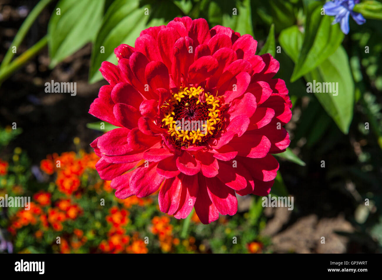 Zinnie blume -Fotos und -Bildmaterial in hoher Auflösung – Alamy