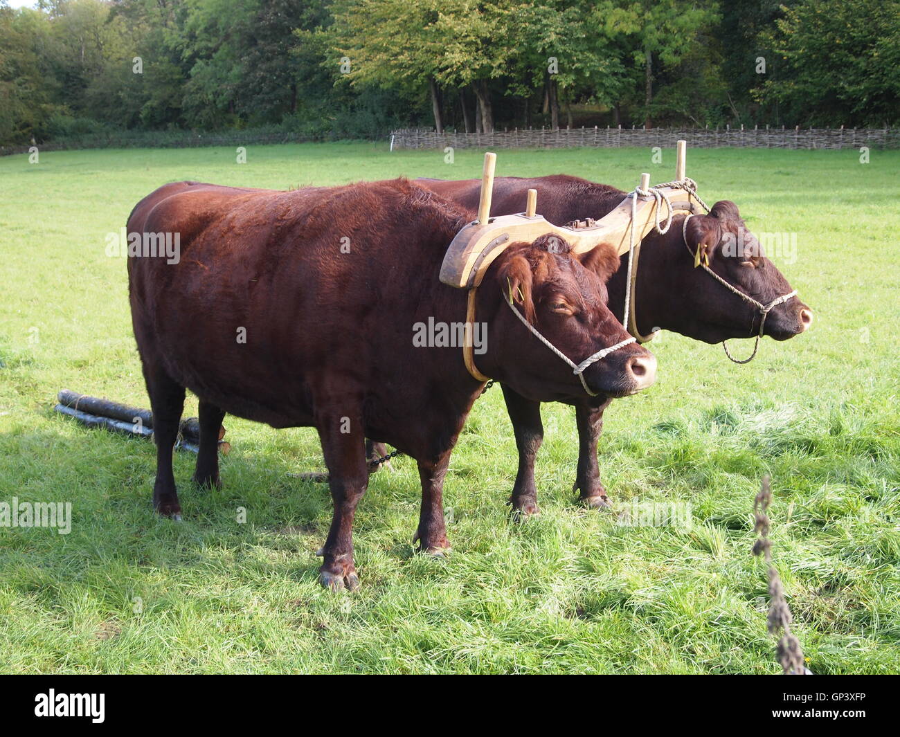 Yoke Oxen Stockfotos und -bilder Kaufen - Alamy