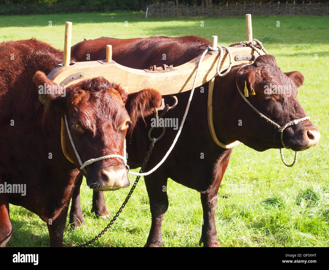 Yoke Oxen Stockfotos und -bilder Kaufen - Alamy