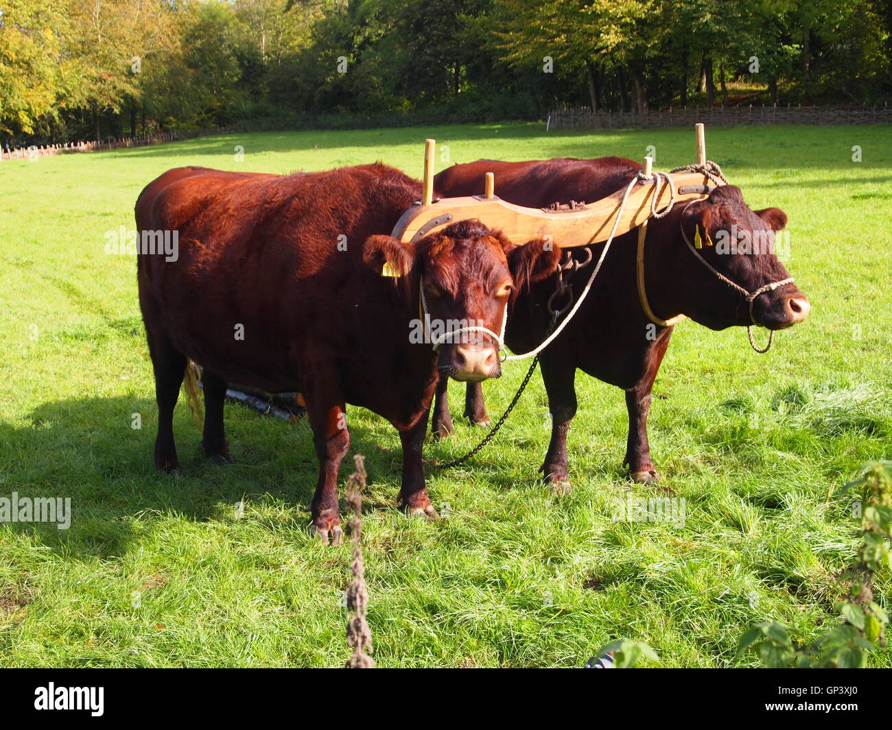 Yoke Oxen Stockfotos und -bilder Kaufen - Alamy