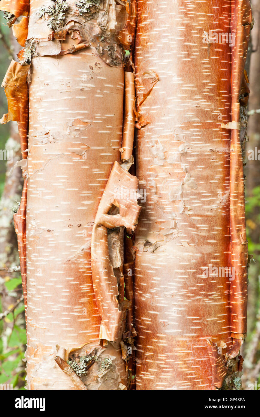 Alaska paper birch -Fotos und -Bildmaterial in hoher Auflösung – Alamy