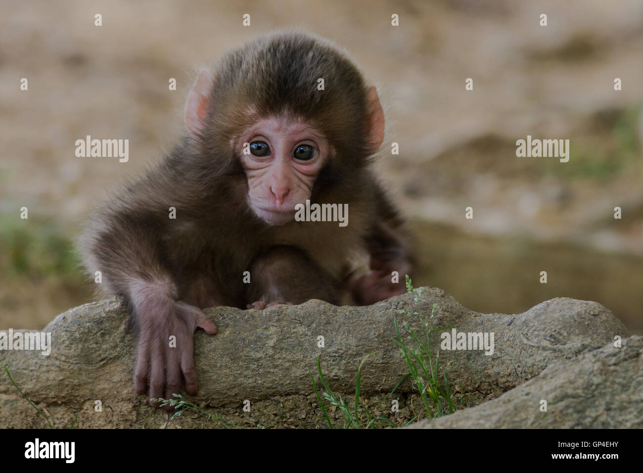 Monkey makaken -Fotos und -Bildmaterial in hoher Auflösung – Alamy