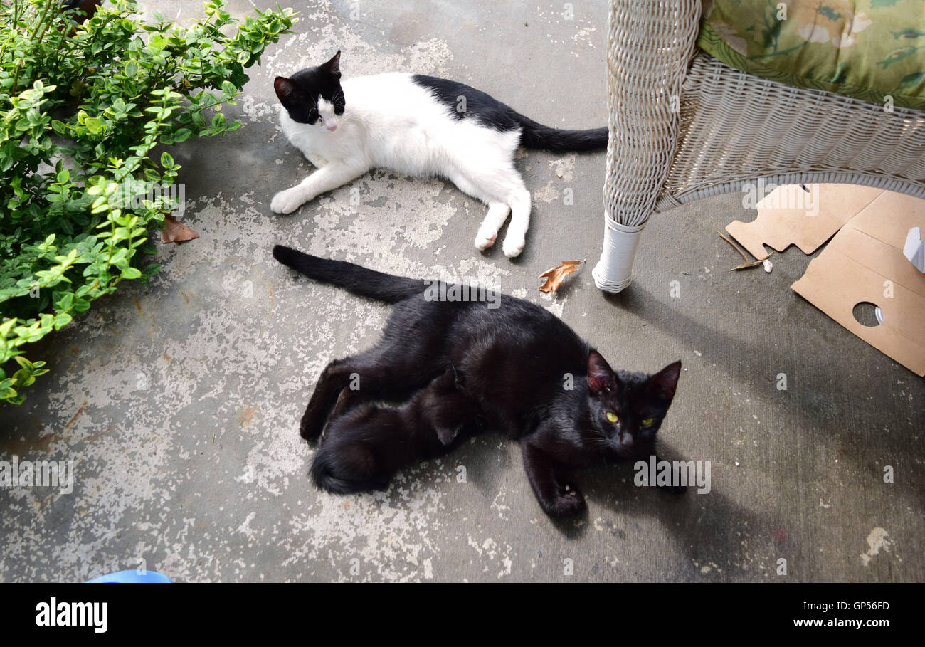 Drei katzen -Fotos und -Bildmaterial in hoher Auflösung – Alamy