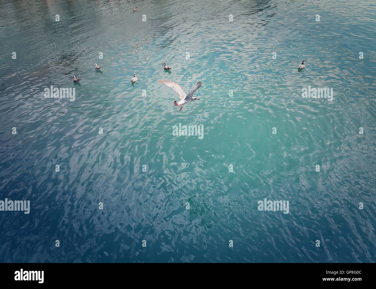 Möwe fliegen -Fotos und -Bildmaterial in hoher Auflösung – Alamy