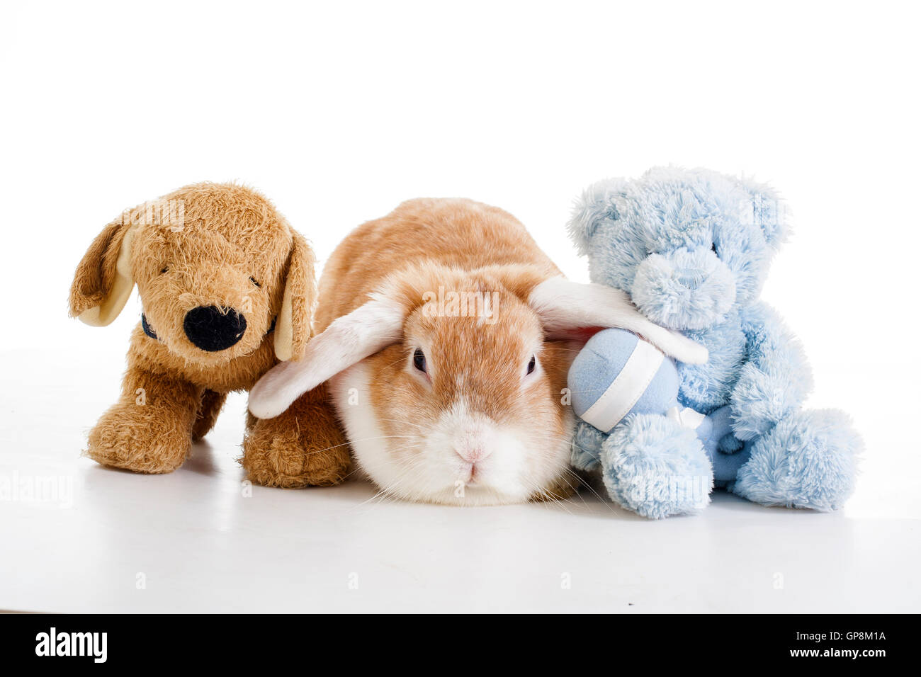 Fuchs pfote tier freigestellt -Fotos und -Bildmaterial in hoher ...