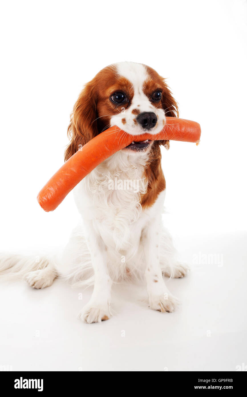 Hund gruppenbild -Fotos und -Bildmaterial in hoher Auflösung – Alamy
