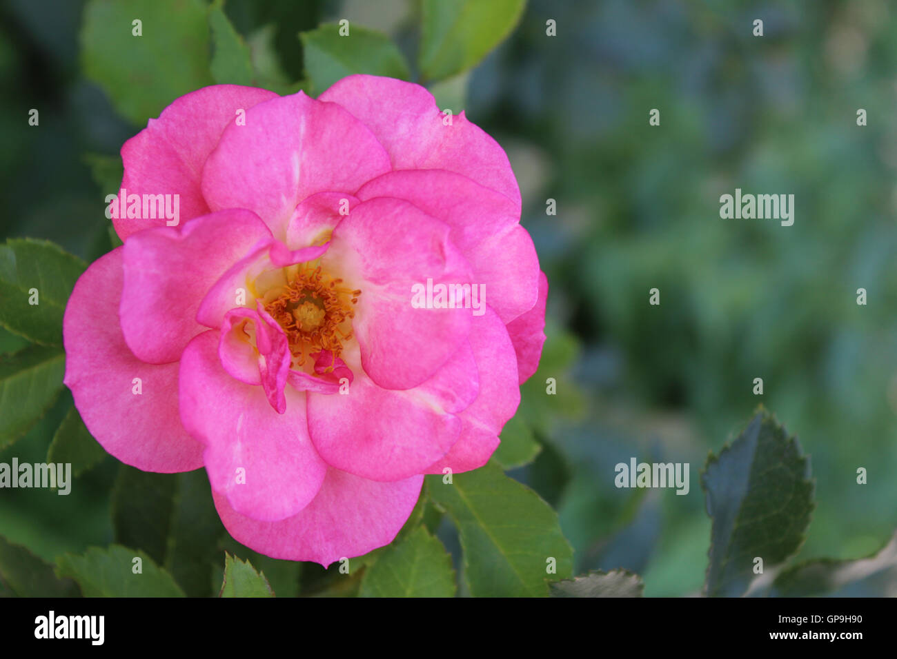 Wilde Rosa Rose Stockfotos und -bilder Kaufen - Alamy