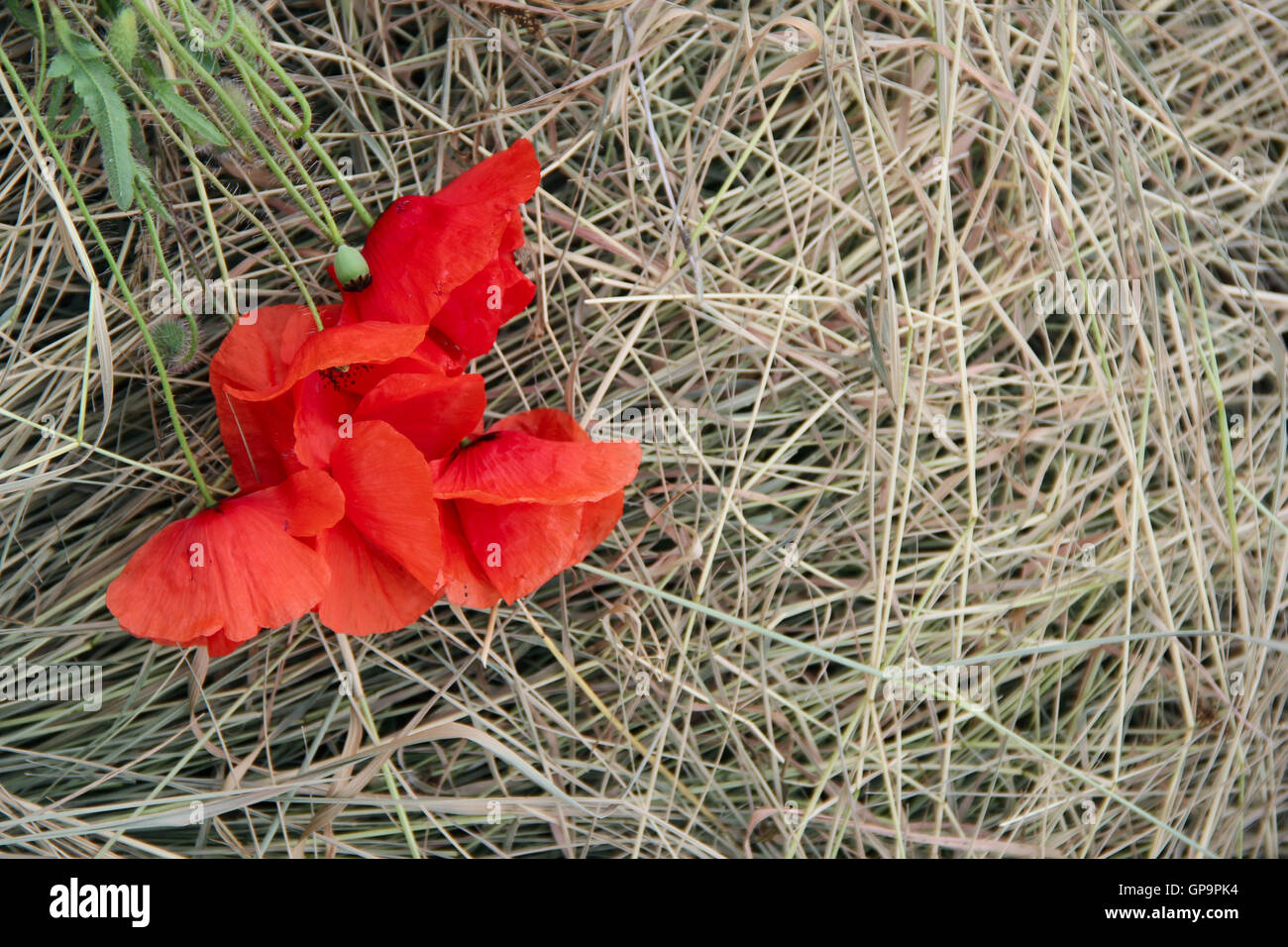 Mohn hintergrund -Fotos und -Bildmaterial in hoher Auflösung – Alamy