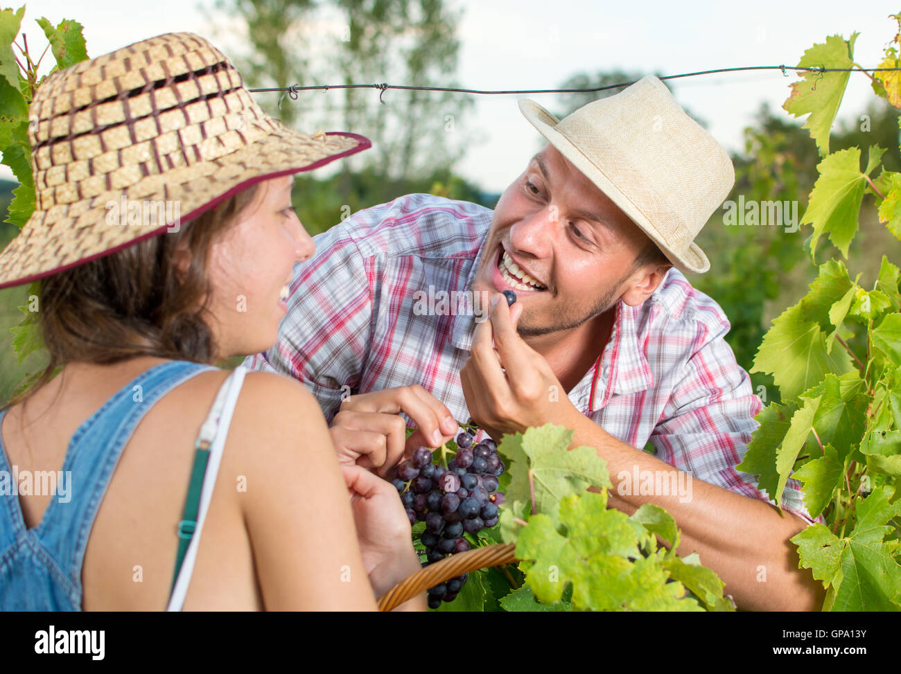 Trauben zum essen -Fotos und -Bildmaterial in hoher Auflösung – Alamy