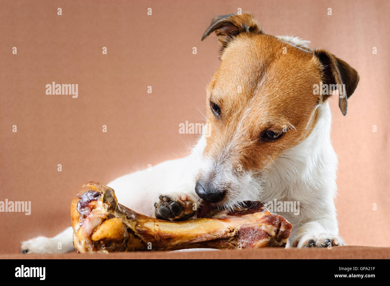 Glücklicher Hund Essen einen riesigen leckeren leckeren Knochen ...