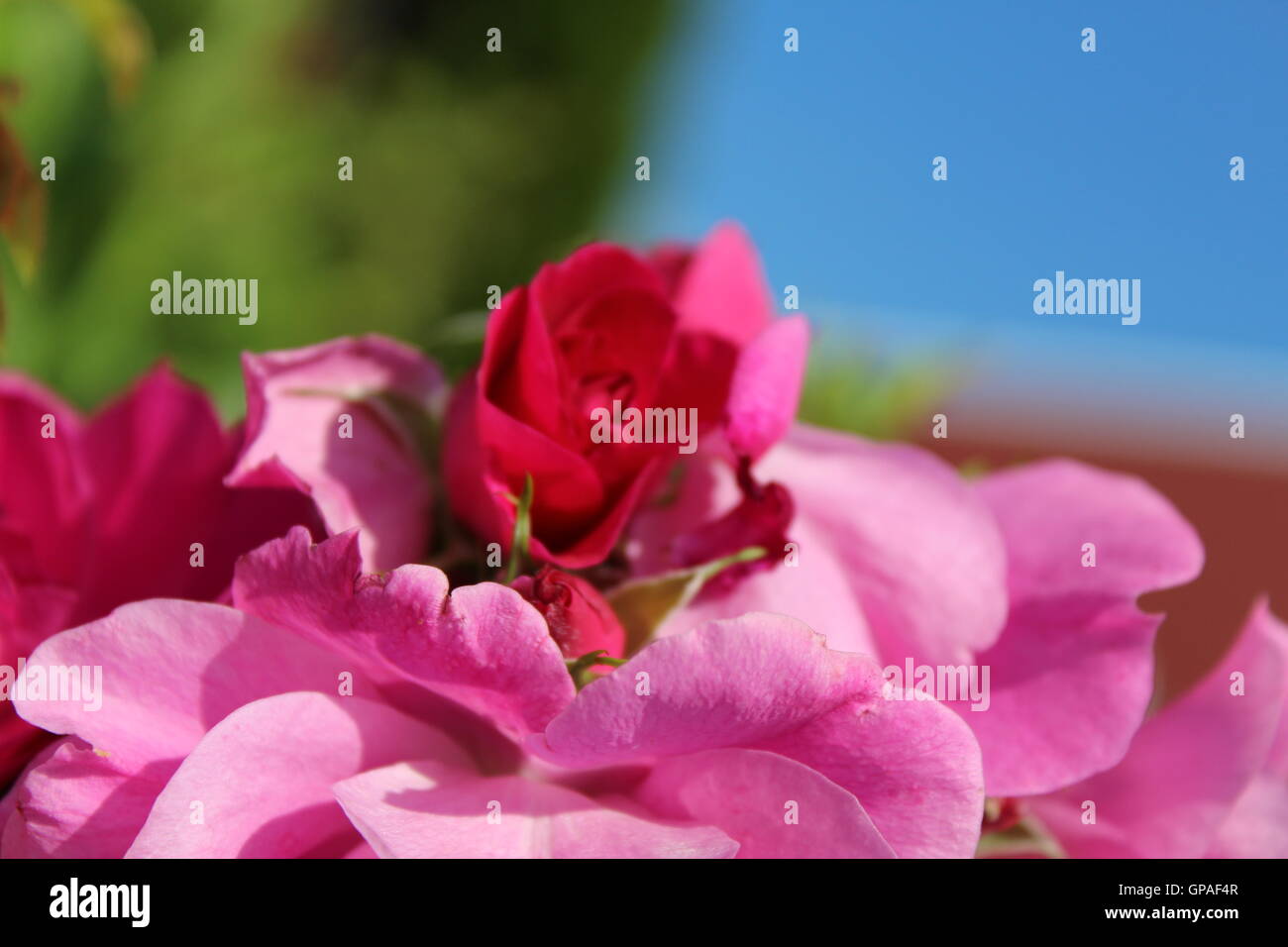 Wilde rosa rose -Fotos und -Bildmaterial in hoher Auflösung – Alamy