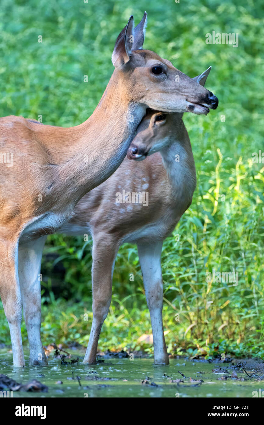 Mutter rehkitz -Fotos und -Bildmaterial in hoher Auflösung – Alamy
