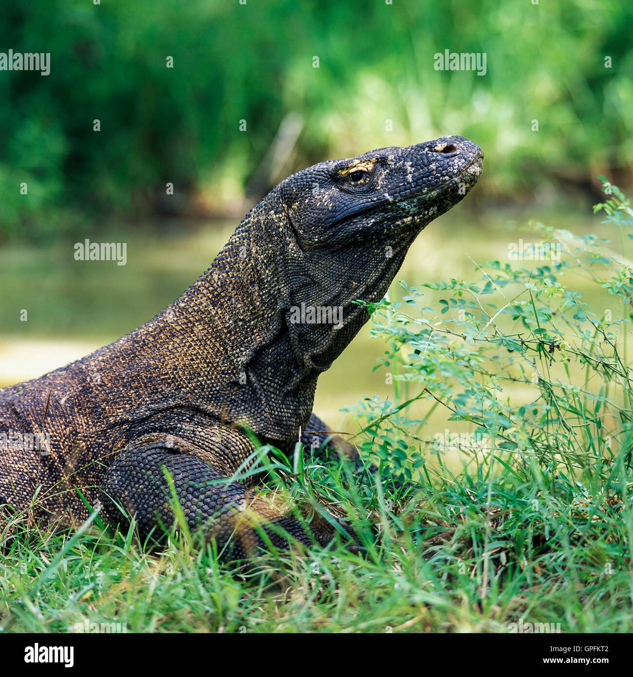Varanus komodiensis -Fotos und -Bildmaterial in hoher Auflösung – Alamy