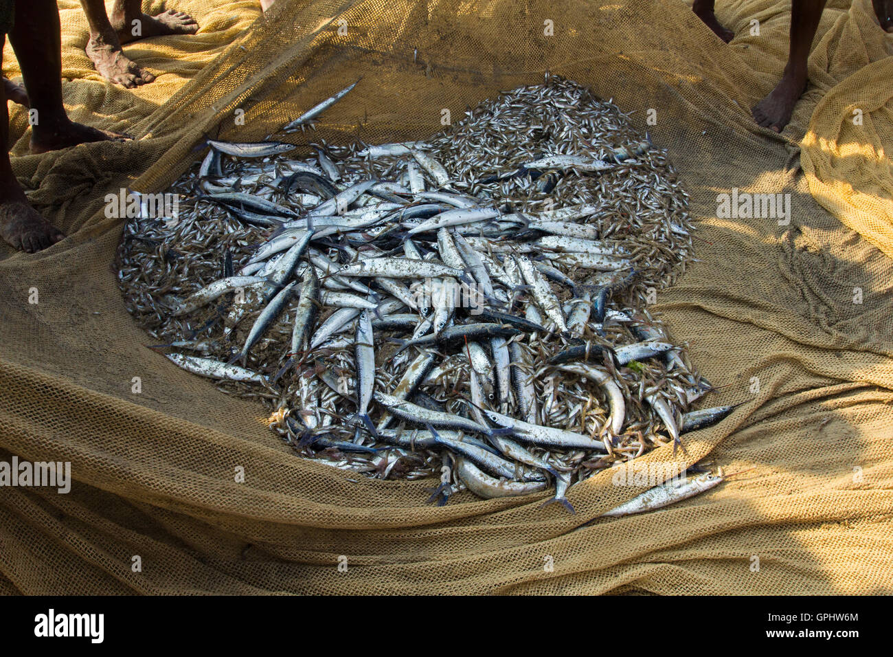 Fischer sortieren fische -Fotos und -Bildmaterial in hoher Auflösung ...