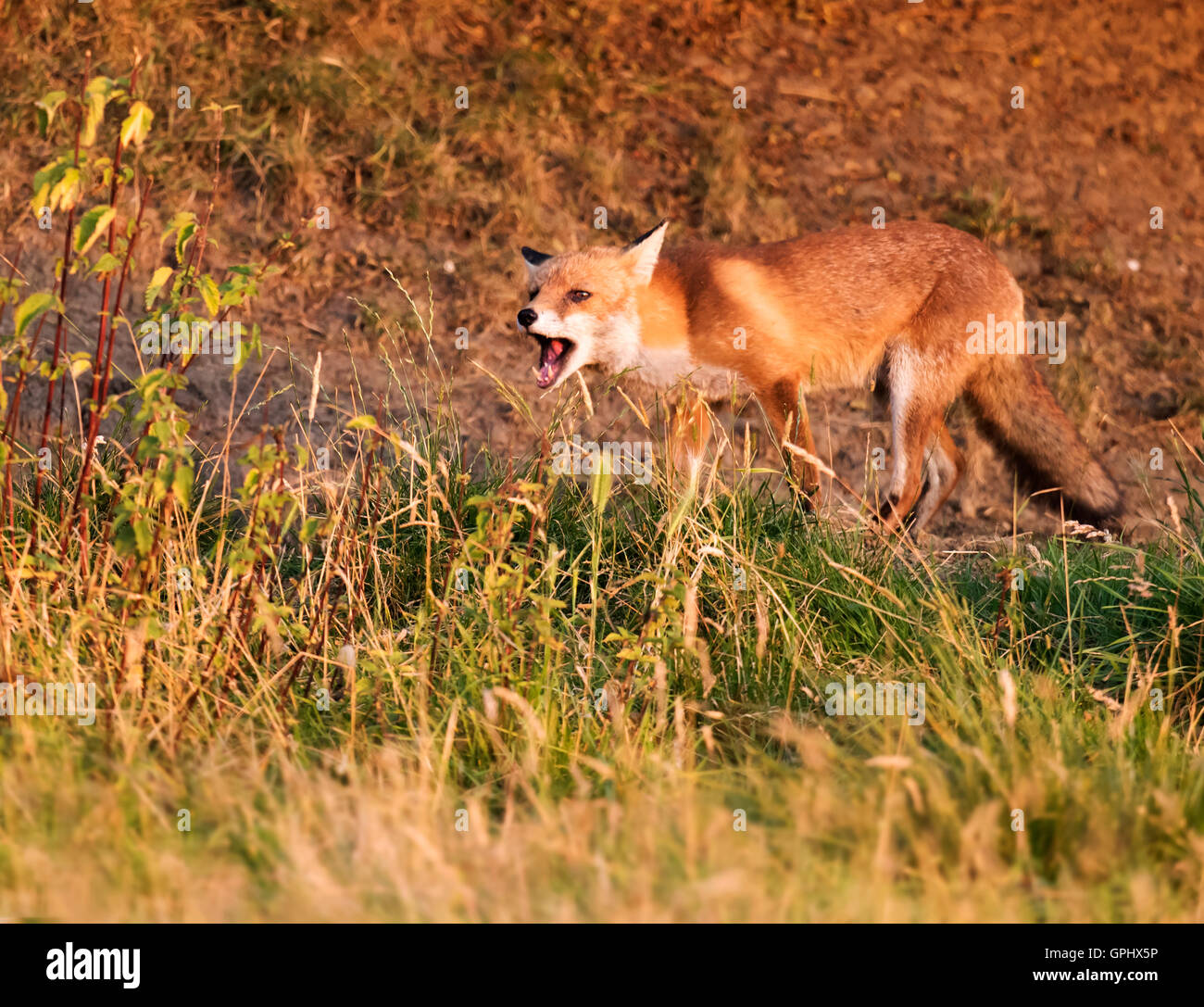 Aggressive Fox In The Stockfotos und -bilder Kaufen - Alamy