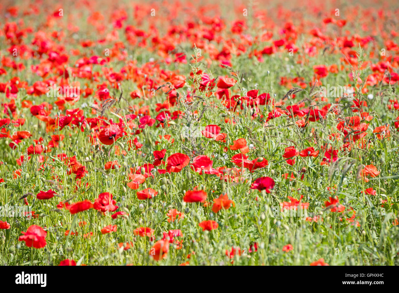 In Flanders Fields, voller roter Mohn, das Symbol des ersten ...