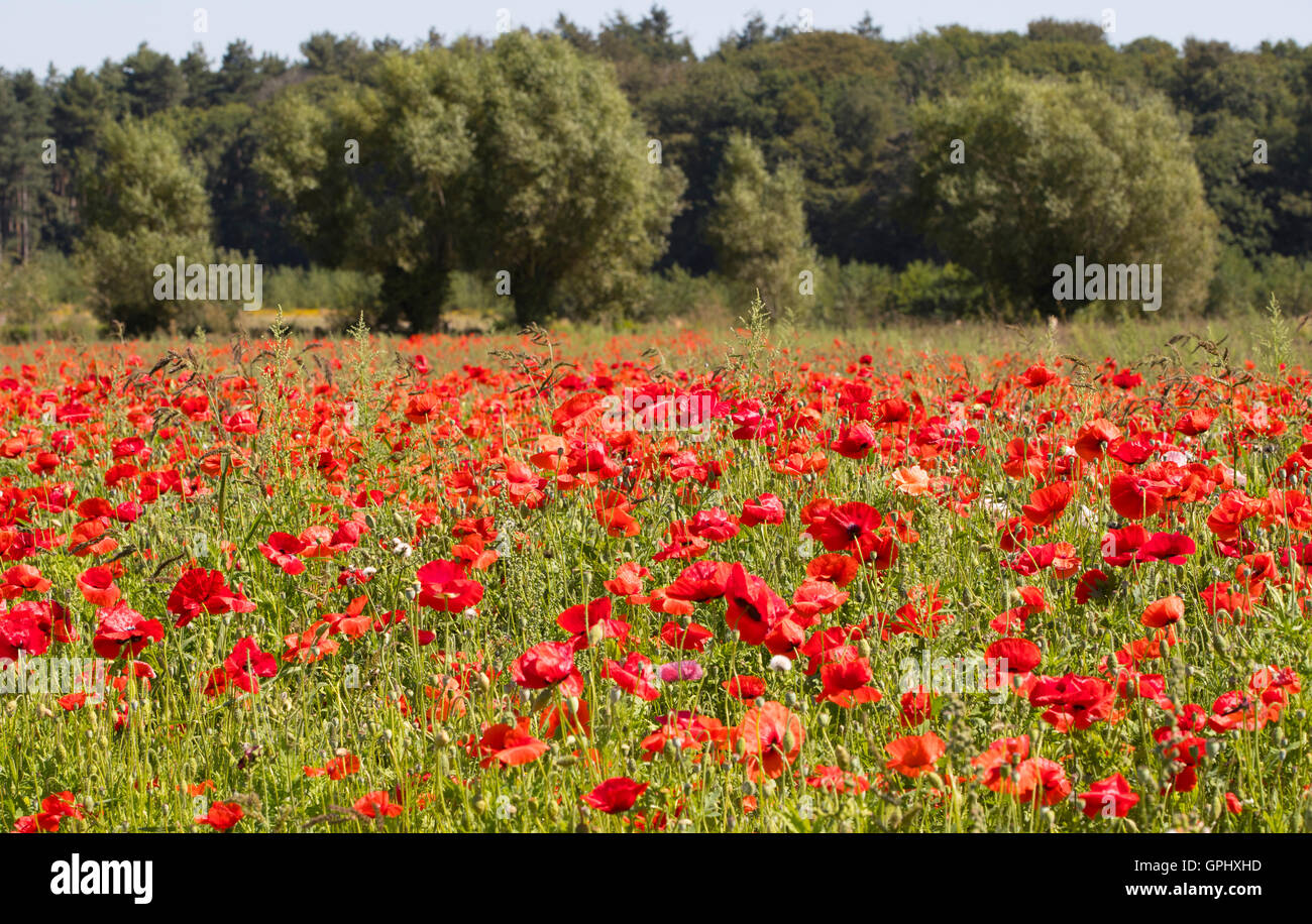 In Flanders Fields, voller roter Mohn, das Symbol des ersten ...