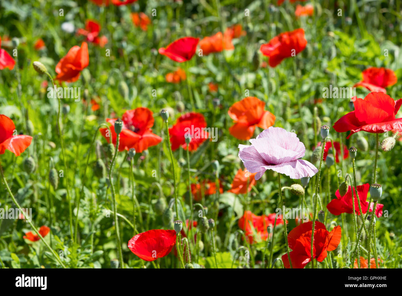 In Flanders Fields, voller roter Mohn, das Symbol des ersten ...