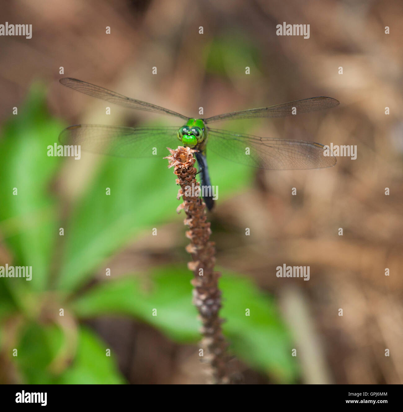 Libelle insekt bug zweig stock holz -Fotos und -Bildmaterial in hoher ...
